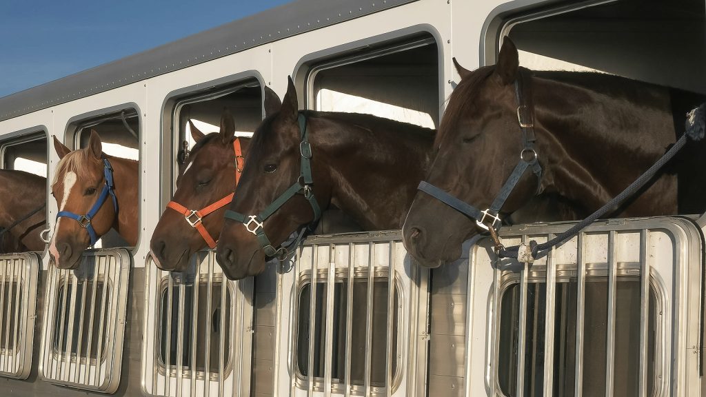 Why Are Horses Transported Using Dedicated Vehicle Trailers?